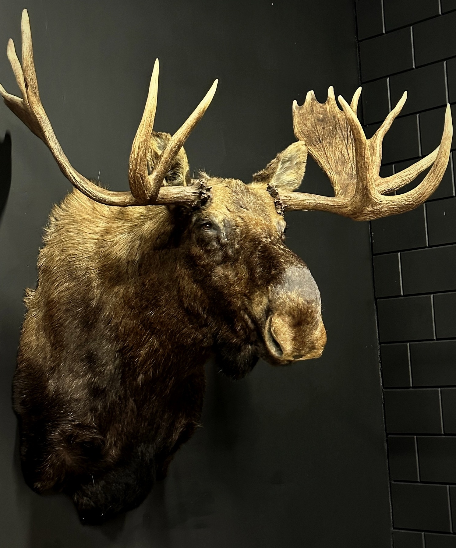 Canadian moose head - BEAST Interiors