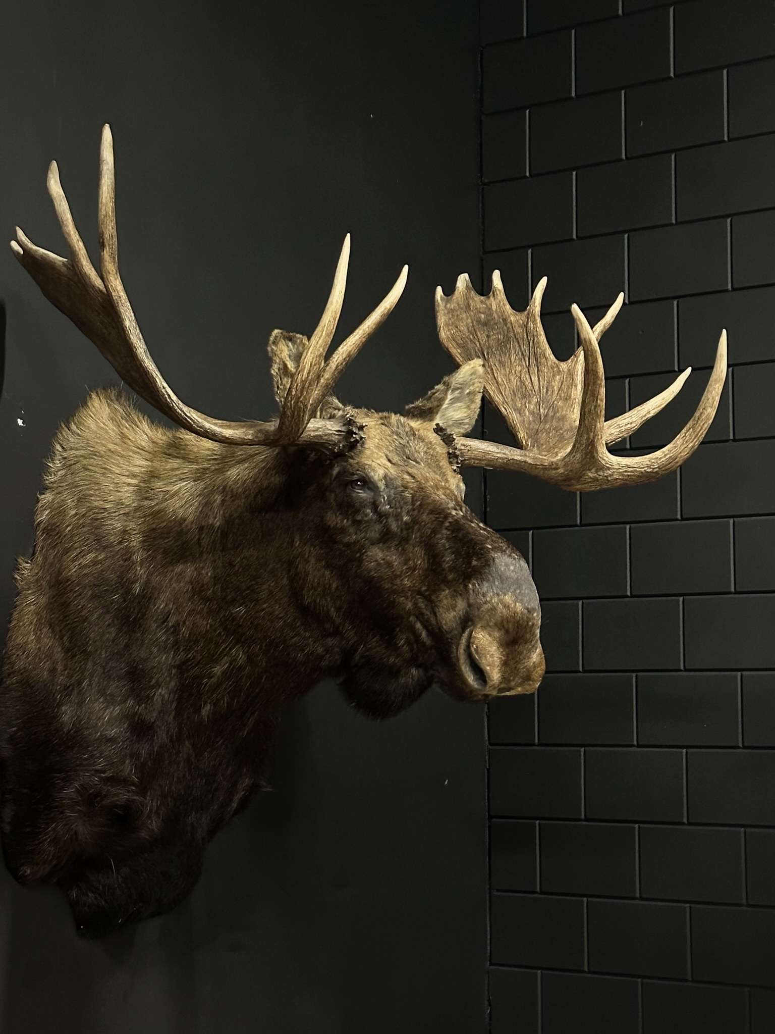 Canadian moose head - BEAST Interiors