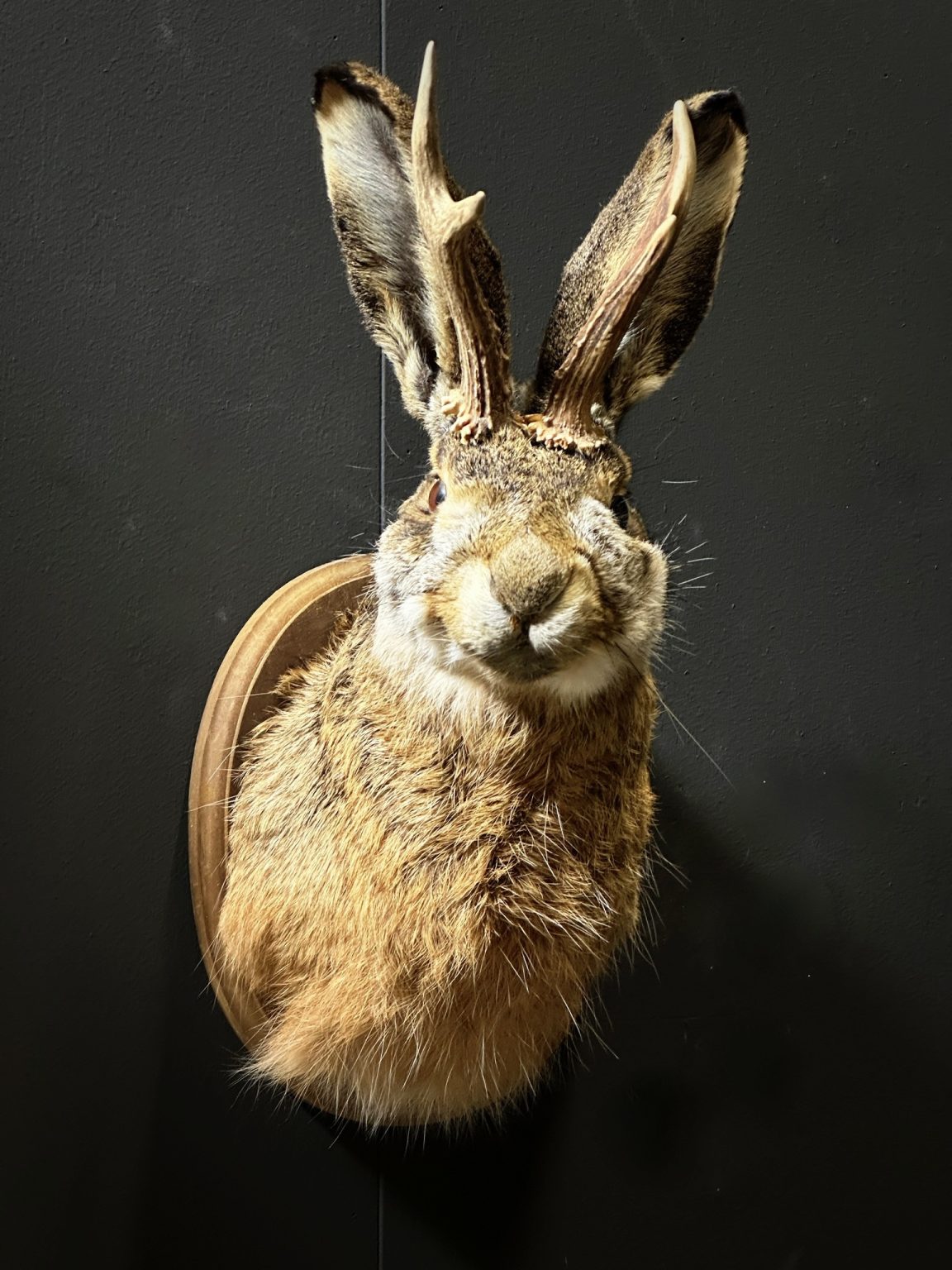 Mounted hare with antlers - BEAST Interiors