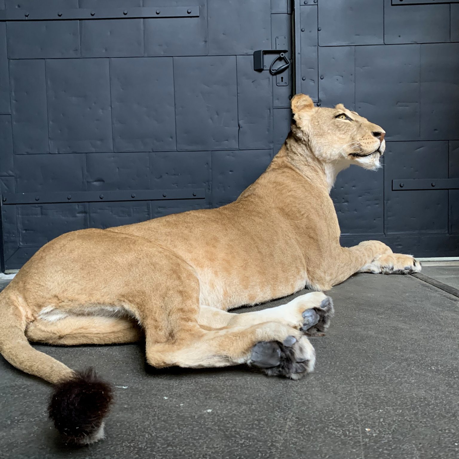 Recently stuffed lioness - BEAST Interiors