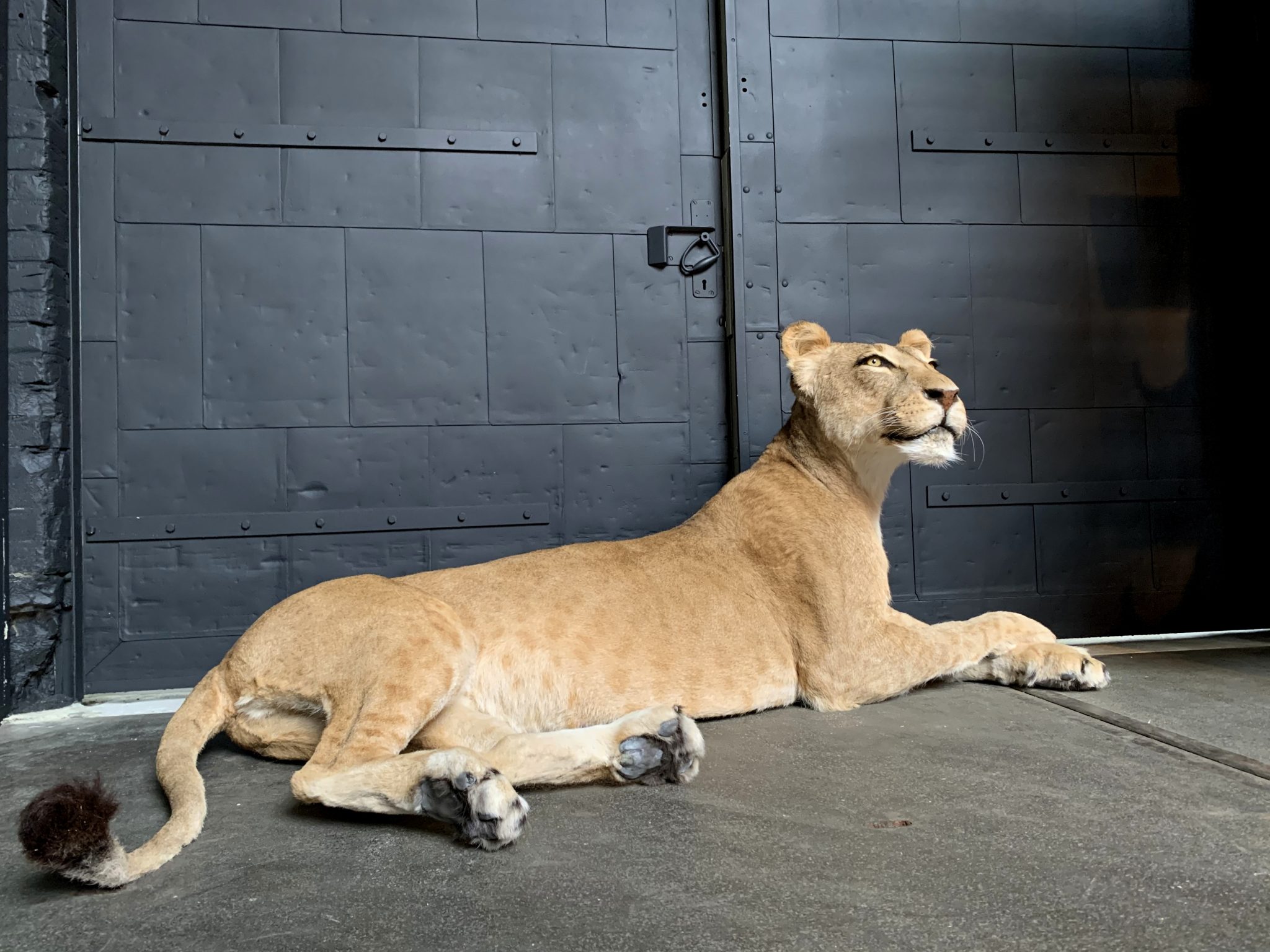 Recently stuffed lioness - BEAST Interiors