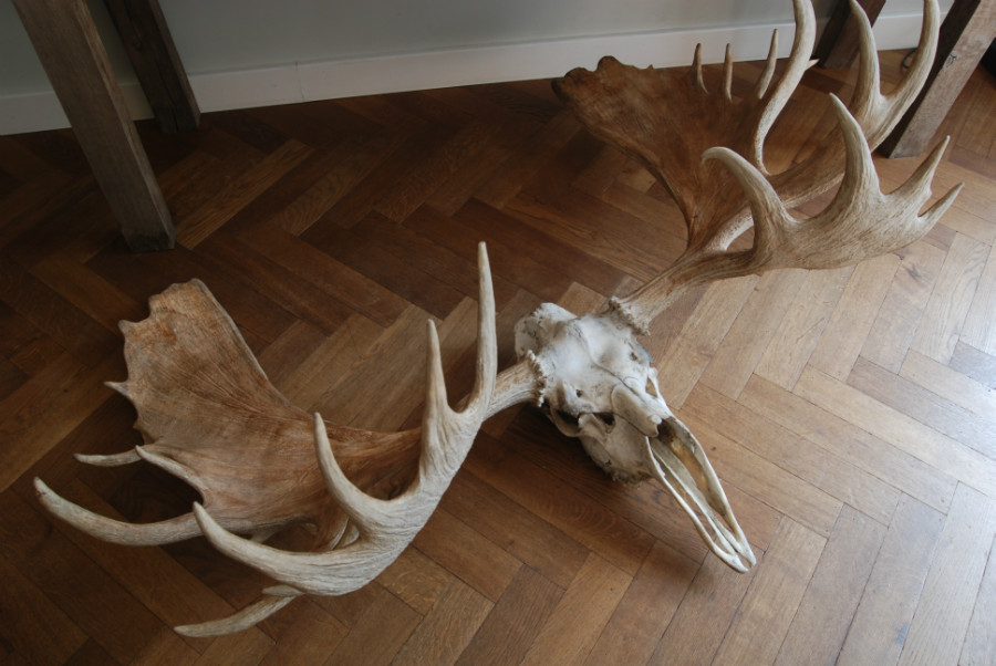 Moose Head Skeleton