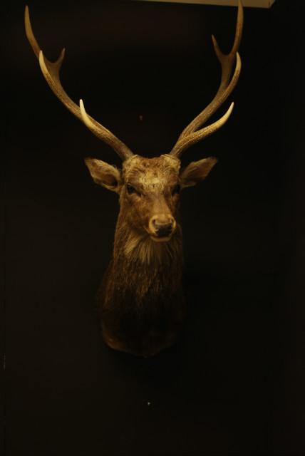 Sika Deer Trophy