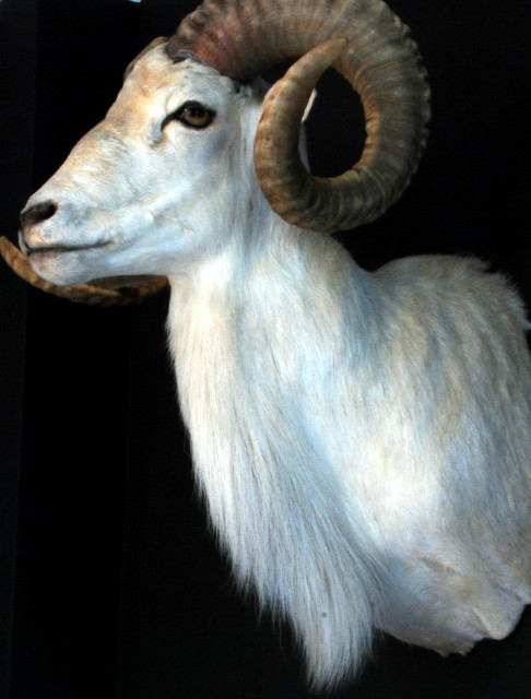 White Dall Sheep