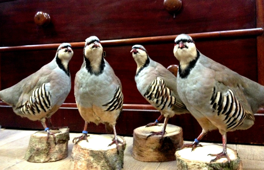 Chukar Mounts