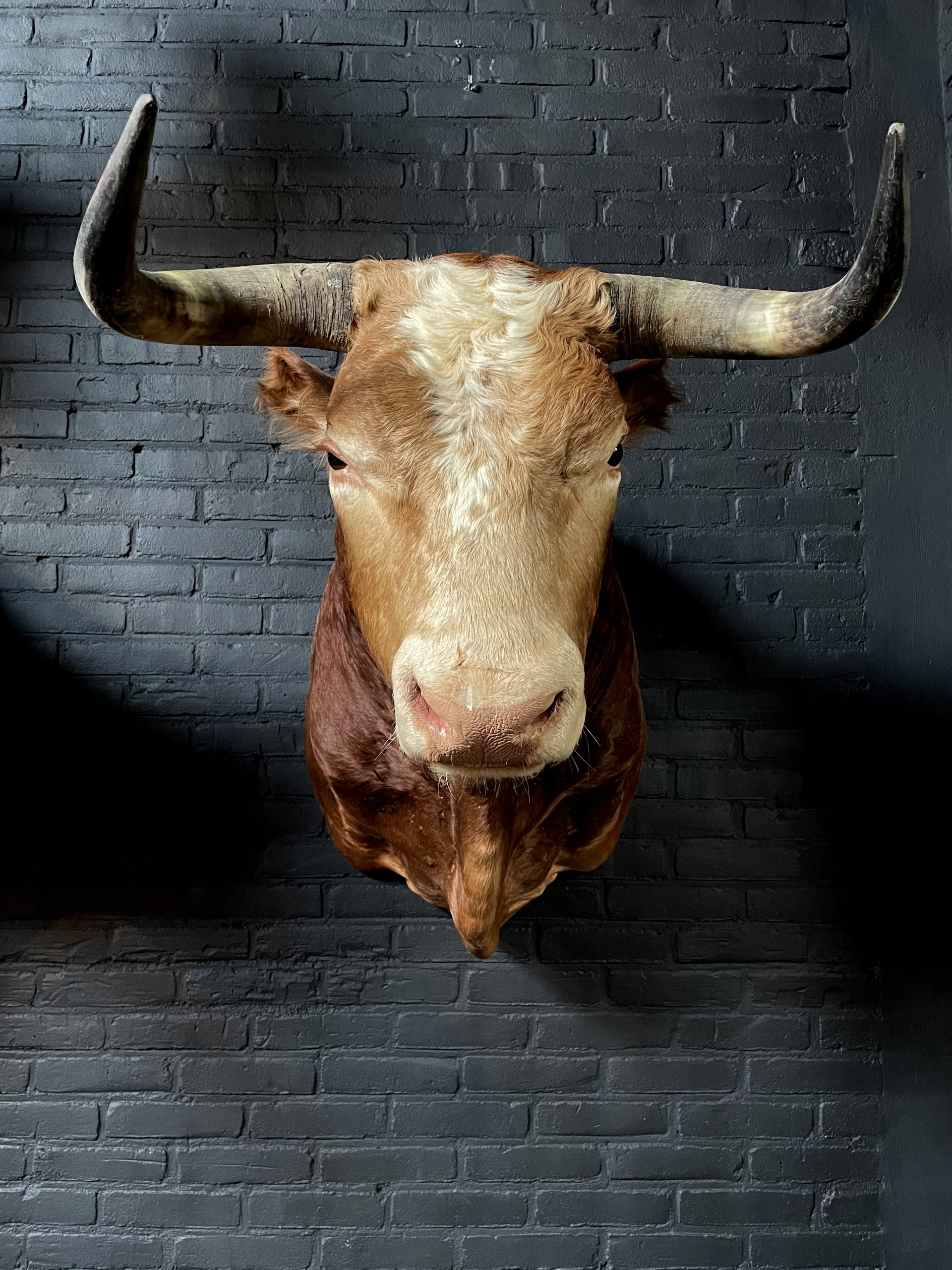 Mounted bull's head - BEAST Interiors
