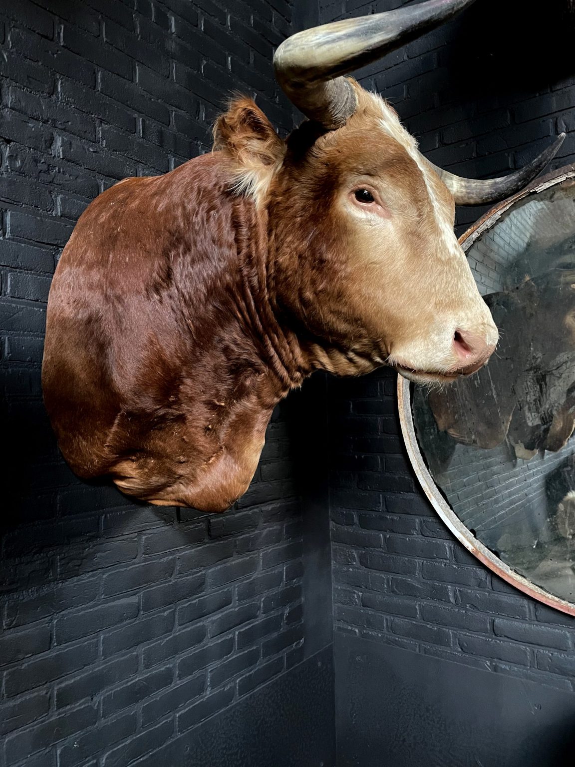 Mounted bull's head - BEAST Interiors