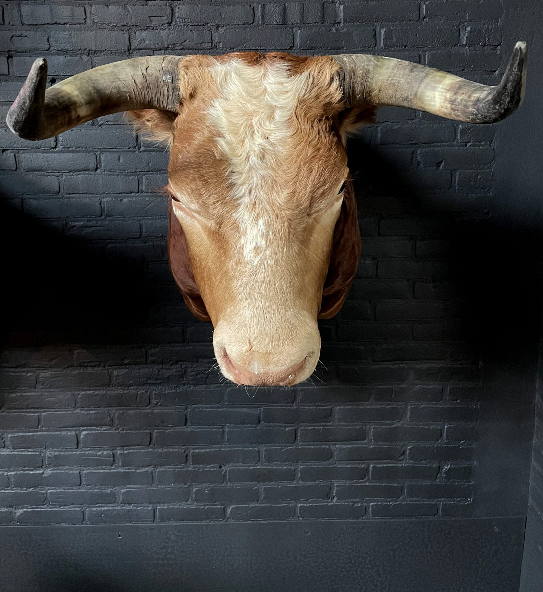 Mounted bull's head - BEAST Interiors
