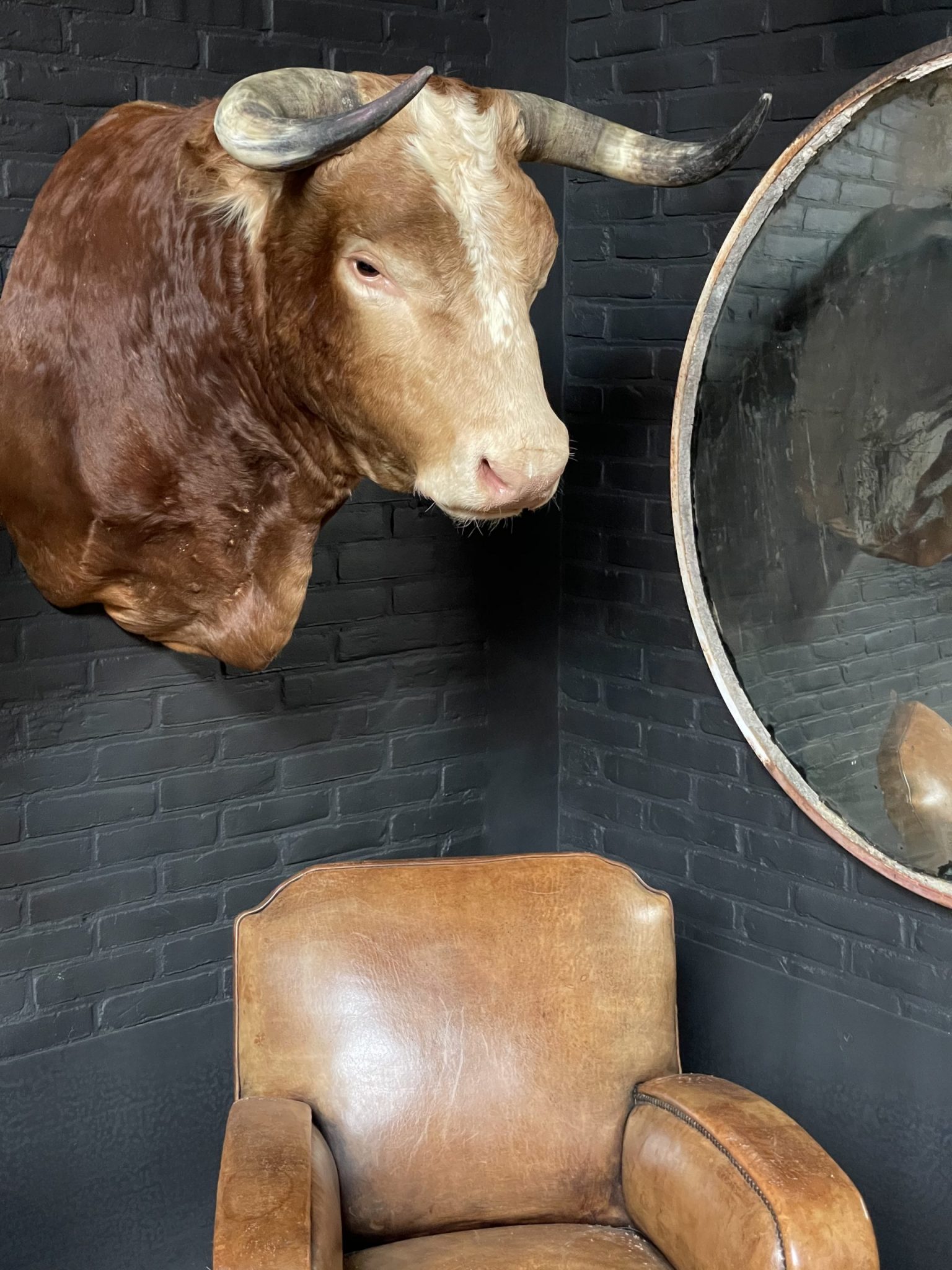 Mounted bull's head - BEAST Interiors