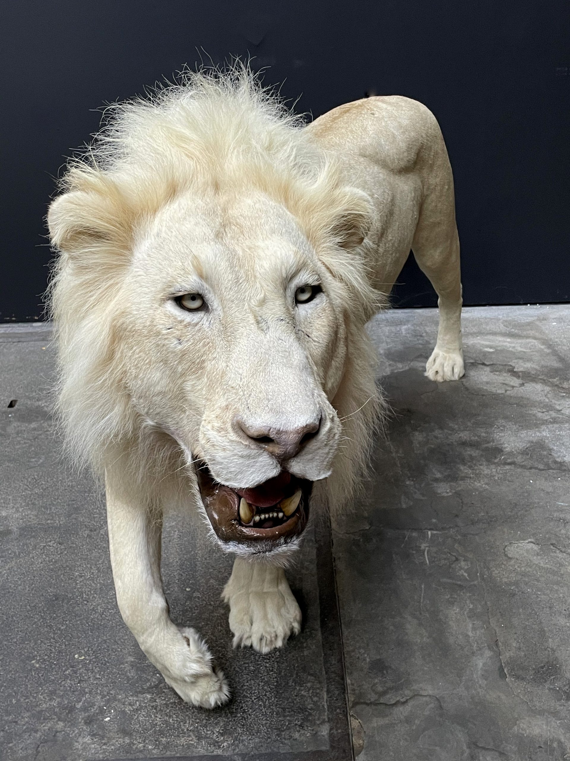 Taxidermy Lion