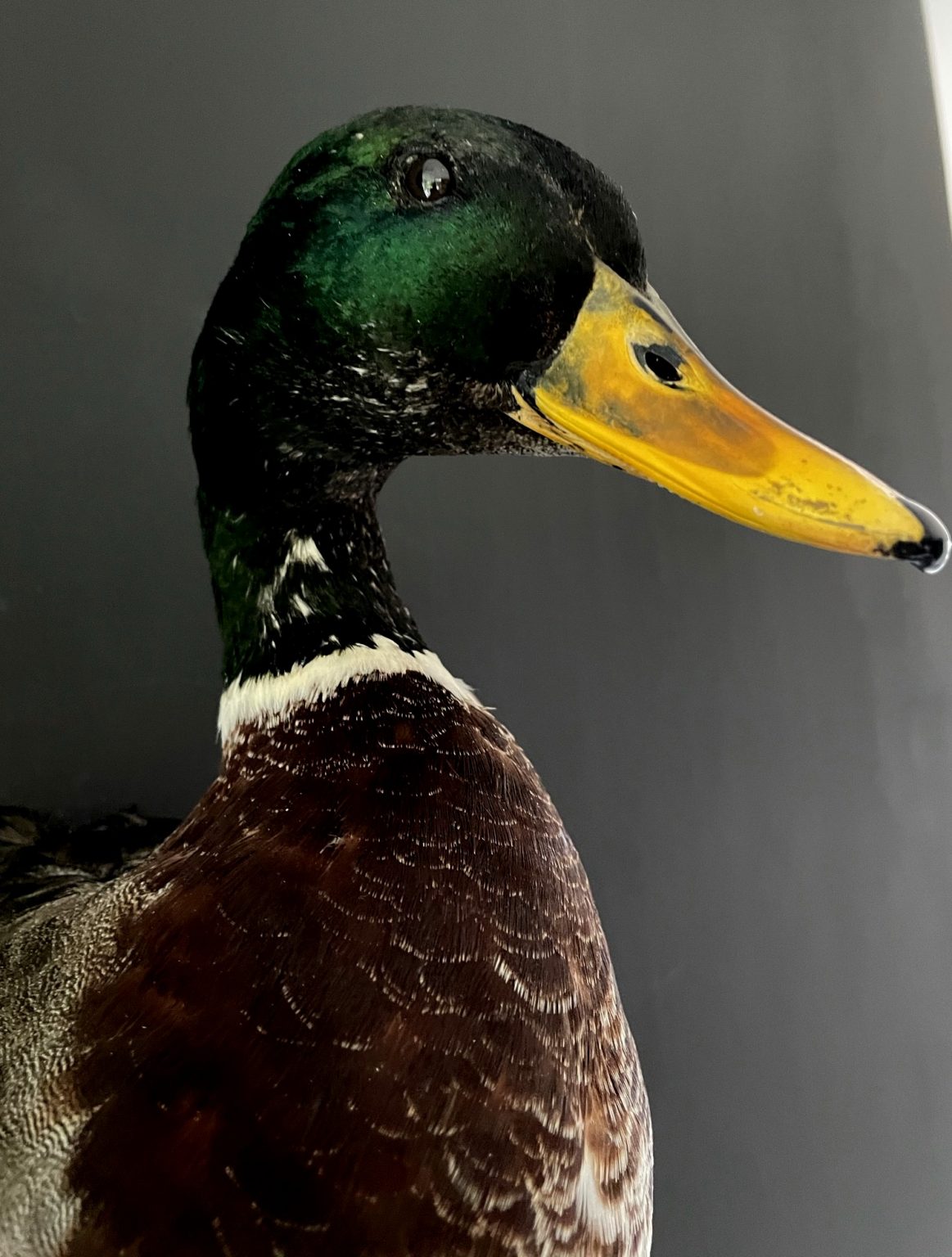 Opgezette eendenkop - BEAST Interiors