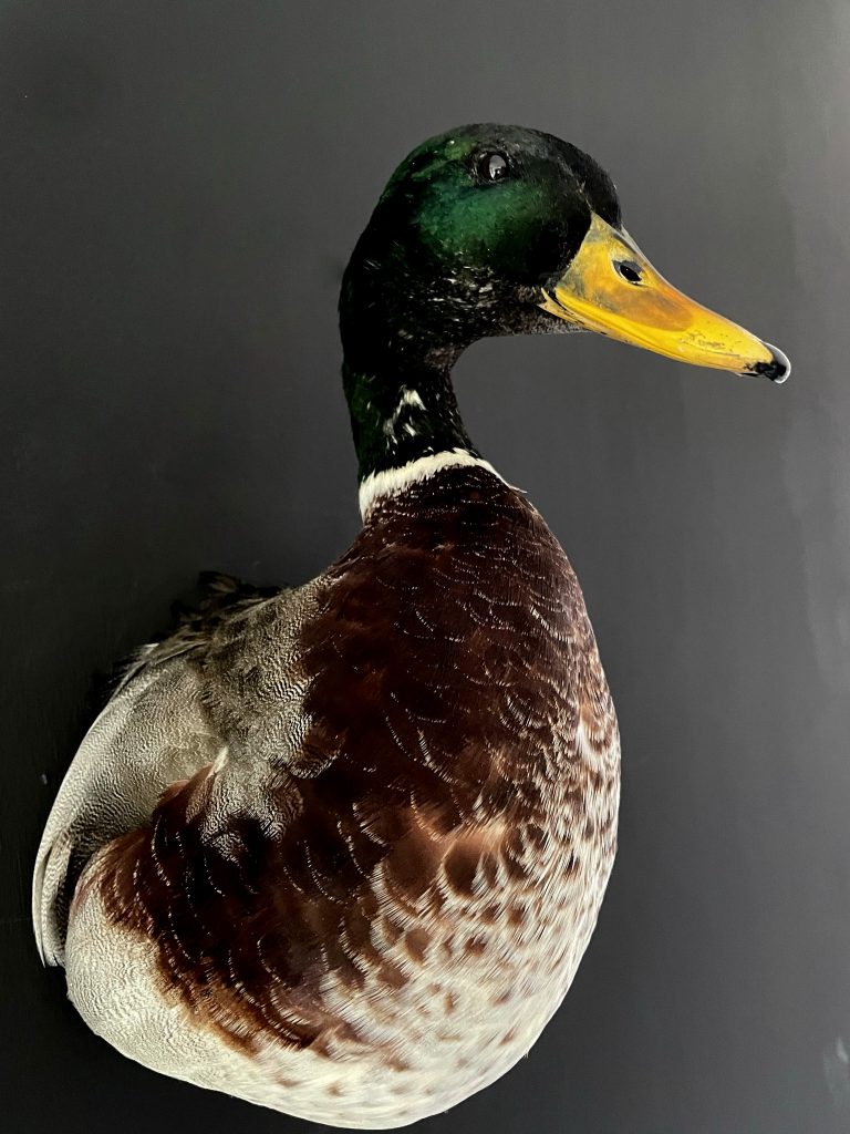Opgezette eendenkop - BEAST Interiors