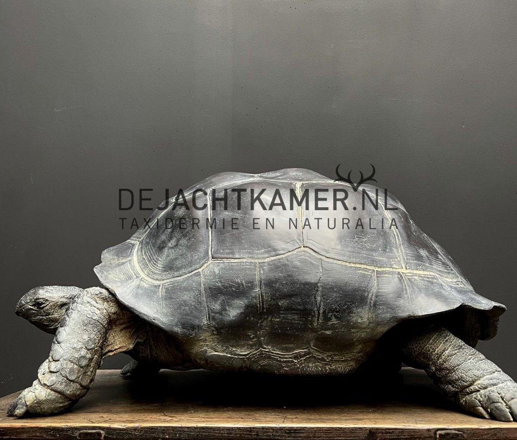 Replica of a Seychelles giant tortoise - BEAST Interiors