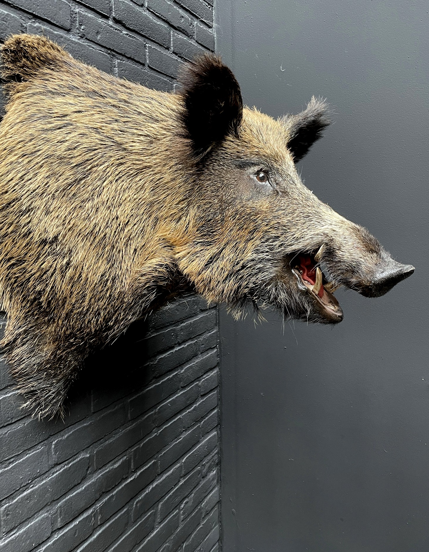 Wild Boar Head Side View