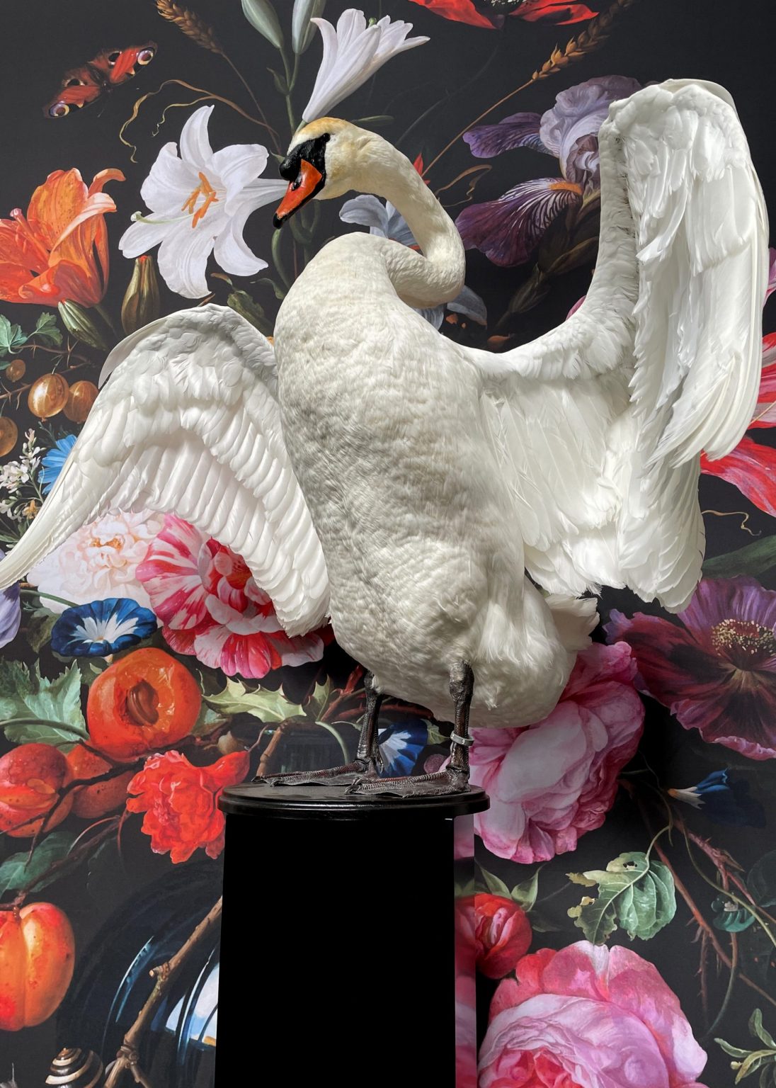 Taxidermy Swan - BEAST Interiors