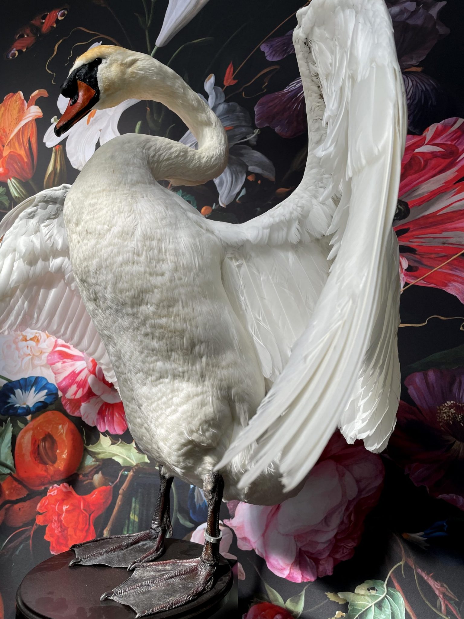Taxidermy Swan - BEAST Interiors