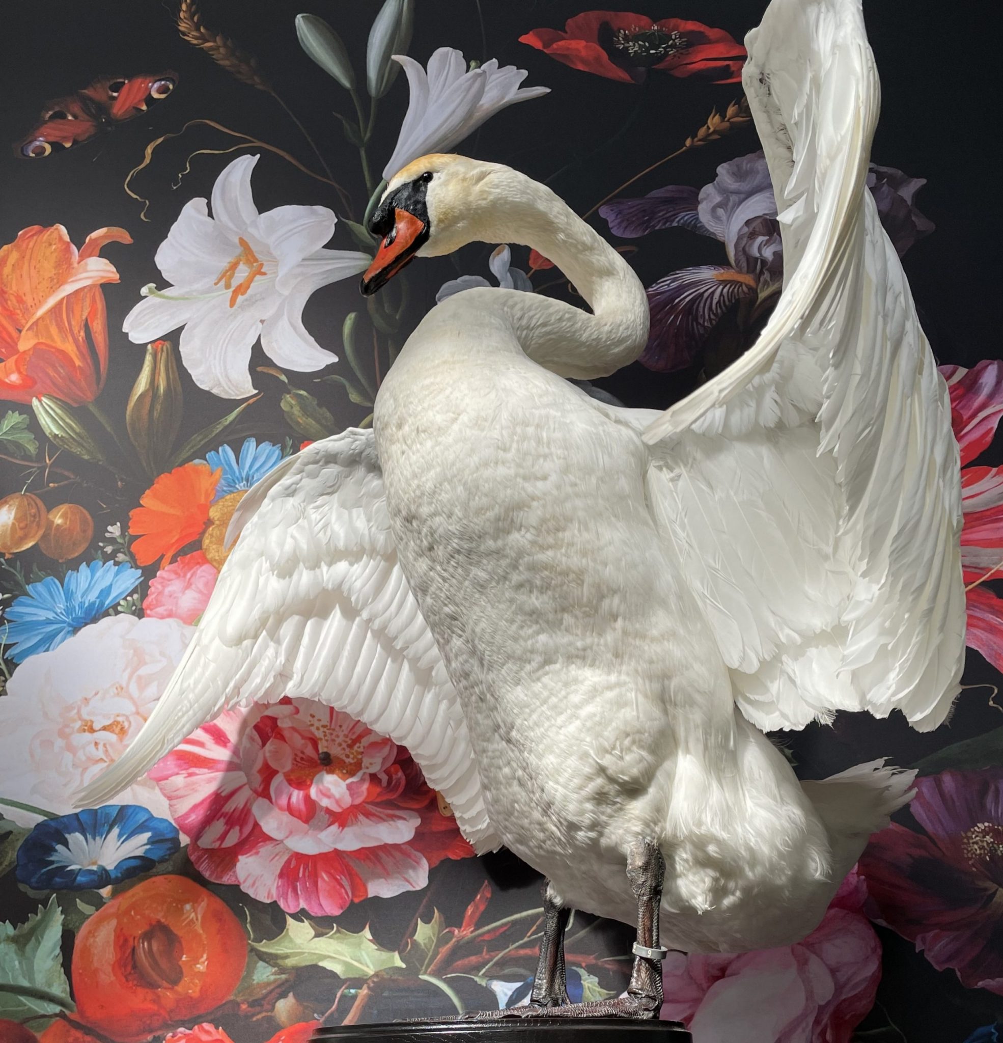Taxidermy Swan - BEAST Interiors