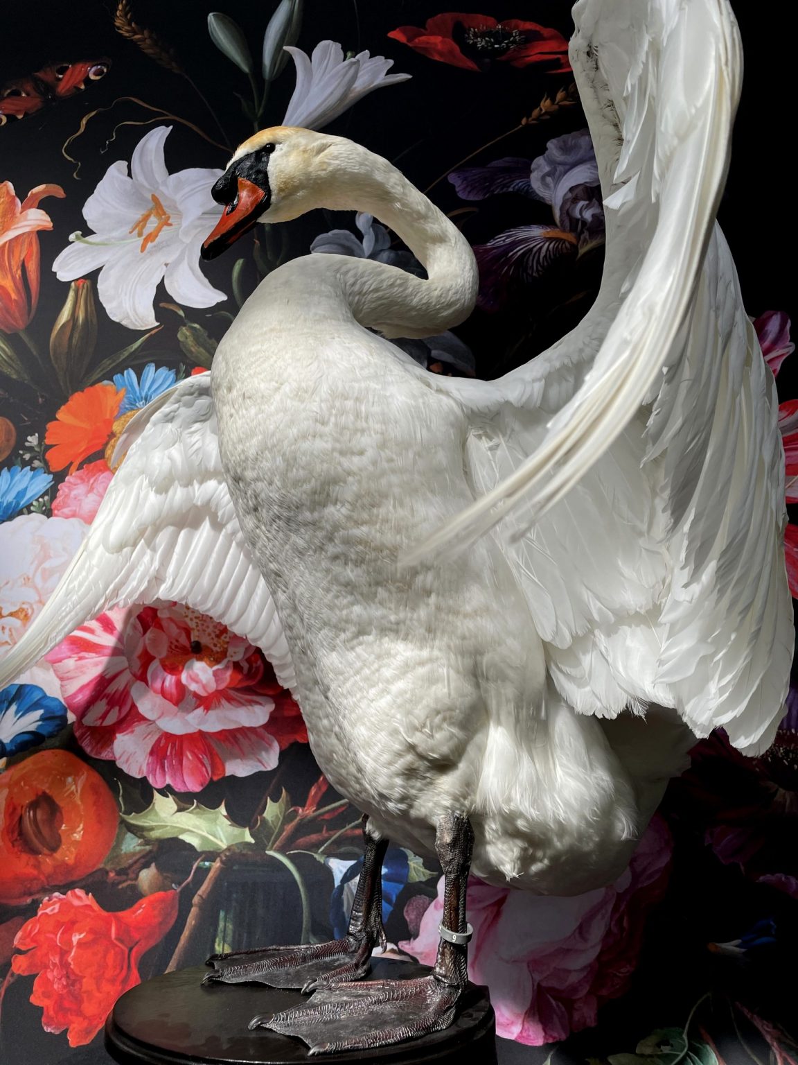 Taxidermy Swan - BEAST Interiors