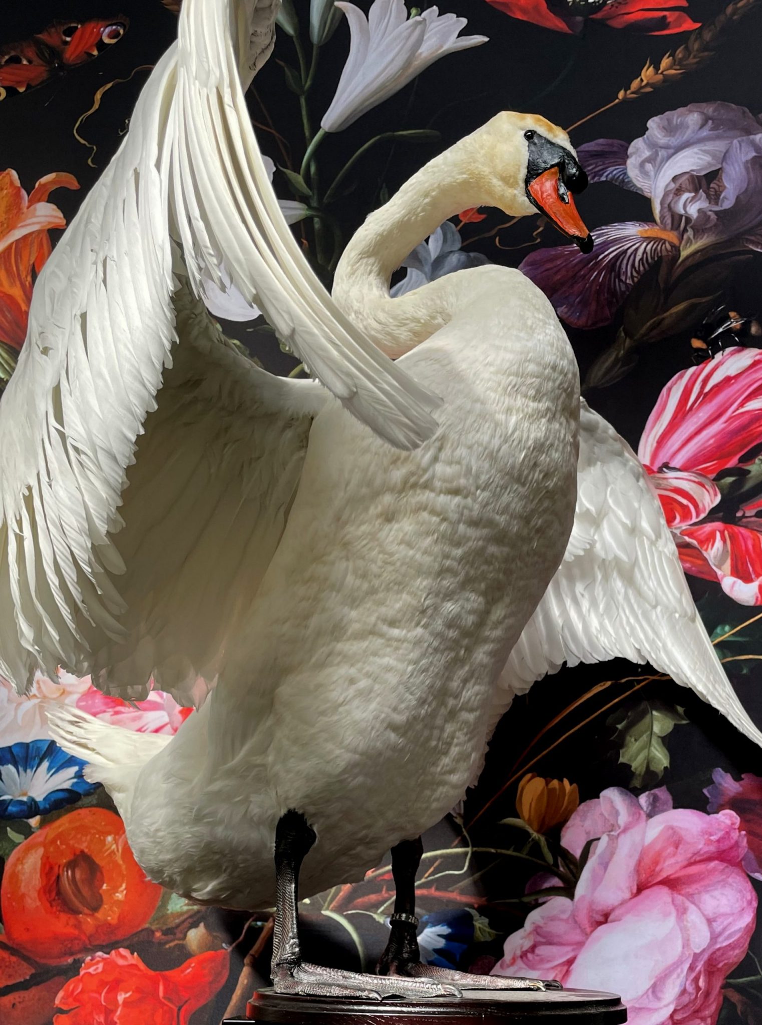 Taxidermy Swan - BEAST Interiors