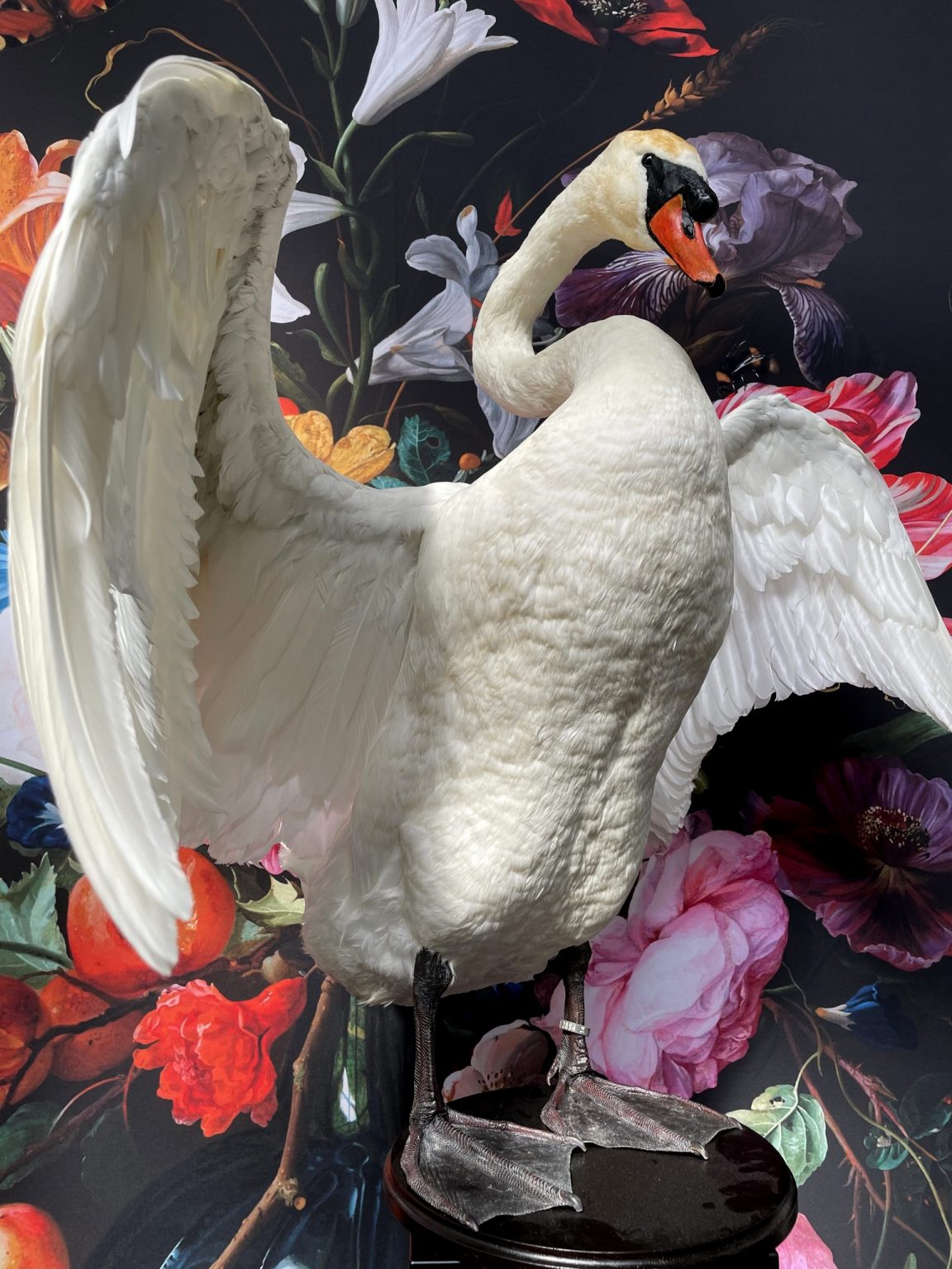 Taxidermy Swan - BEAST Interiors