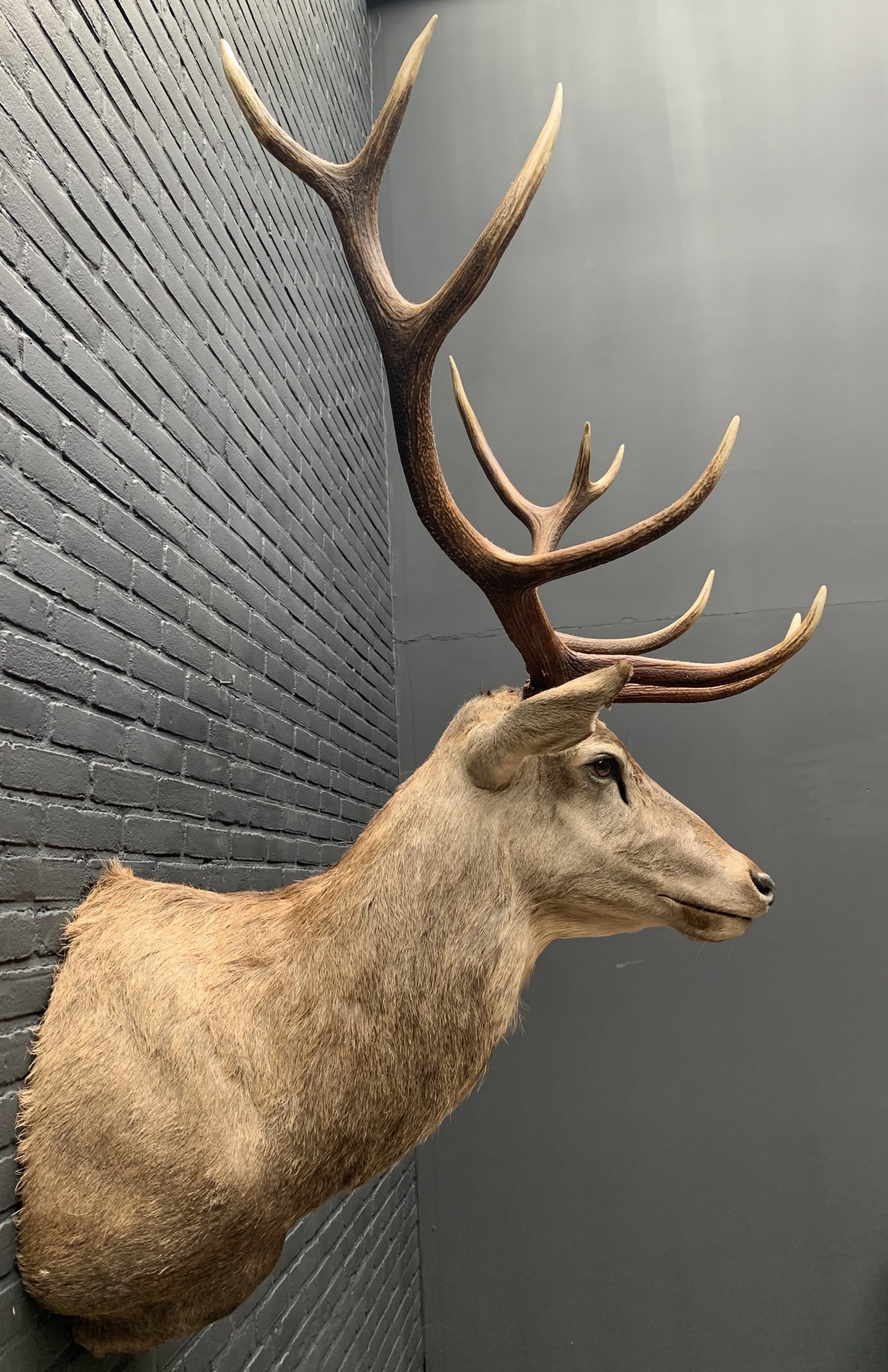Opgezette kop van een edelhert - BEAST Interiors