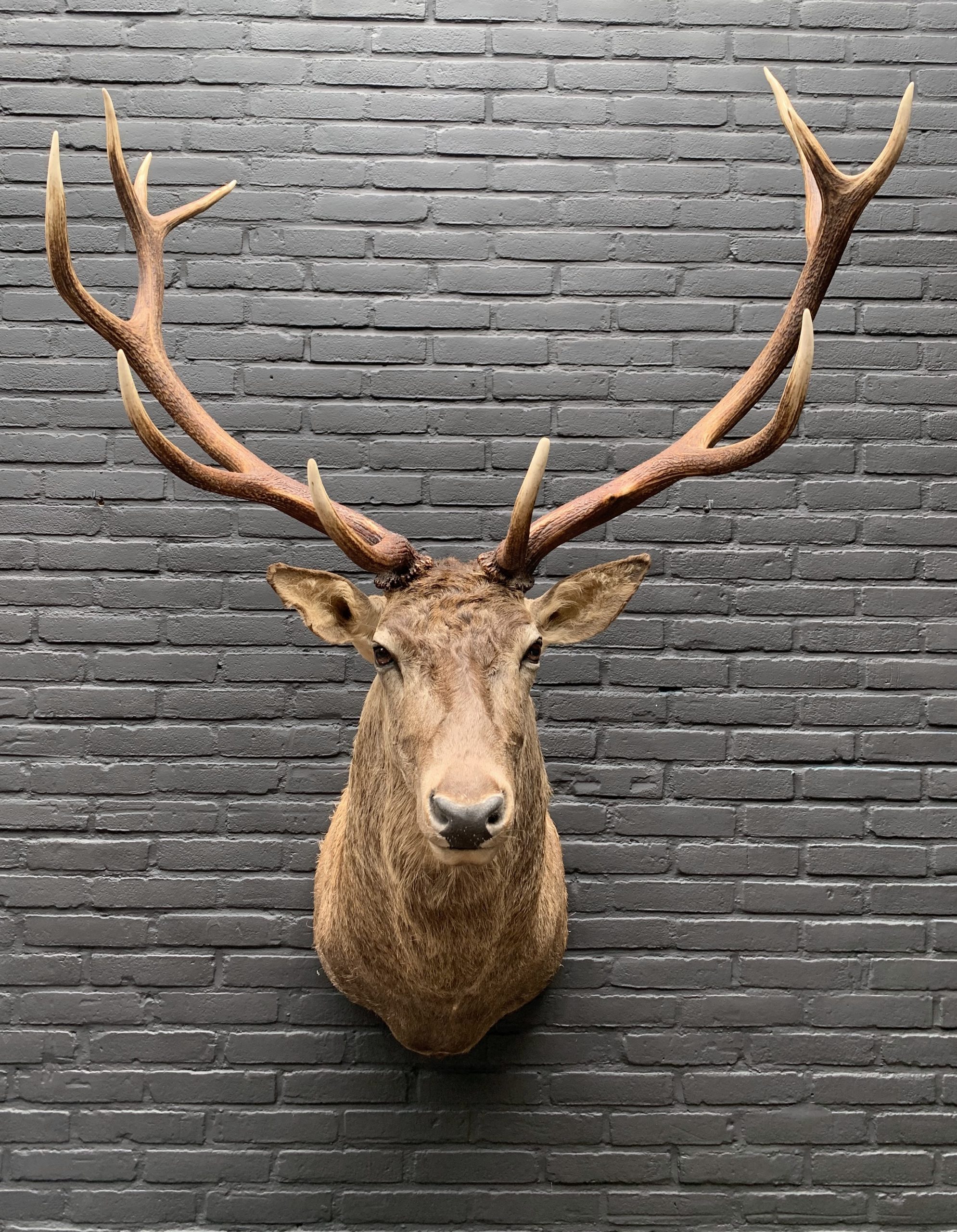 Opgezette kop van een edelhert - BEAST Interiors