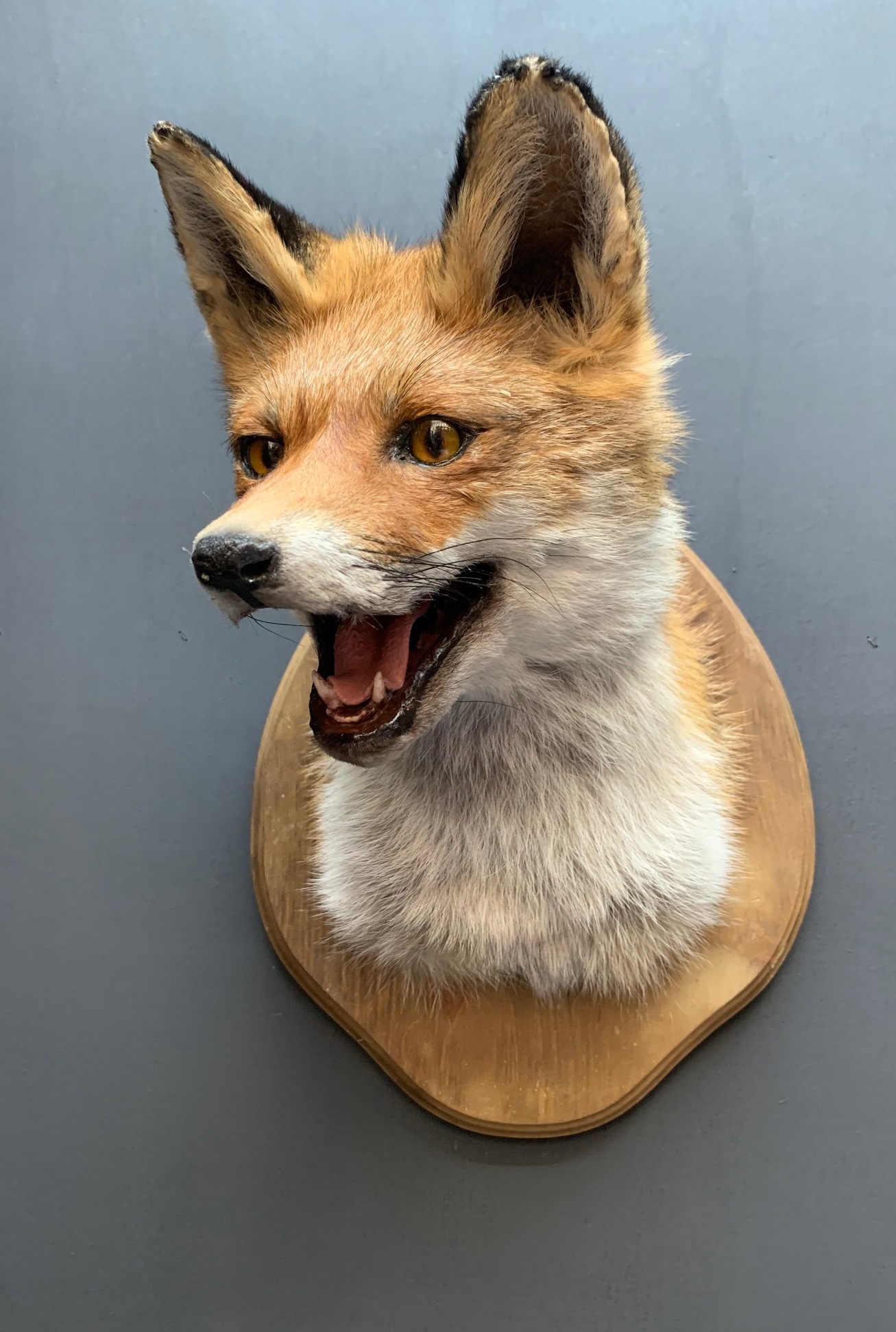 Mounted fox head. - BEAST Interiors