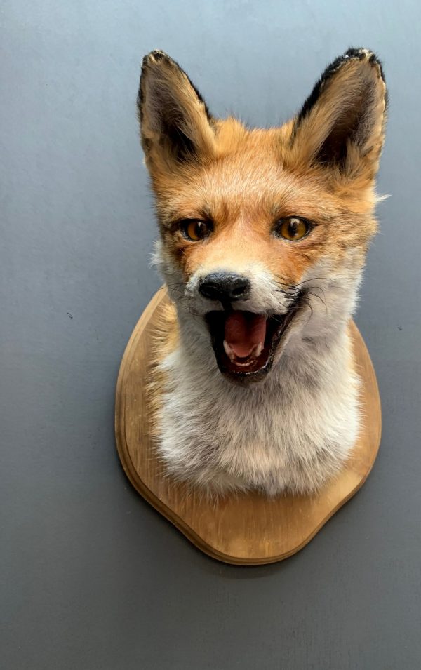 Mounted fox head. - BEAST Interiors