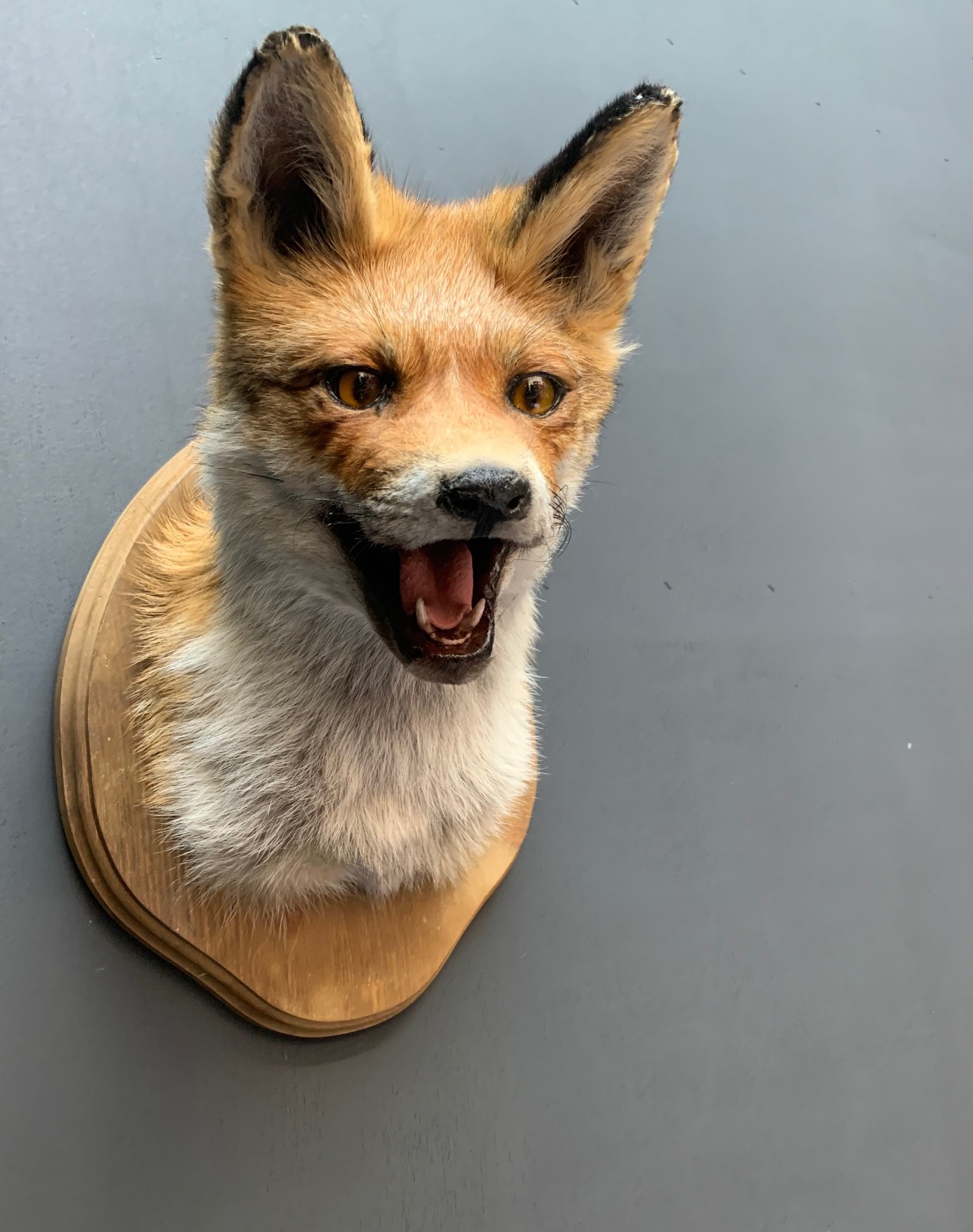 Mounted fox head. - BEAST Interiors