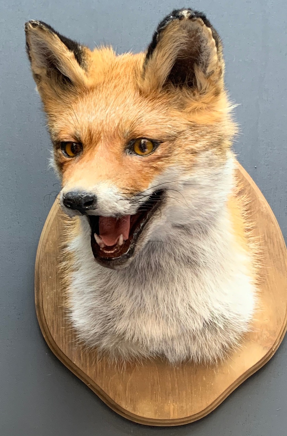 Mounted fox head. - BEAST Interiors