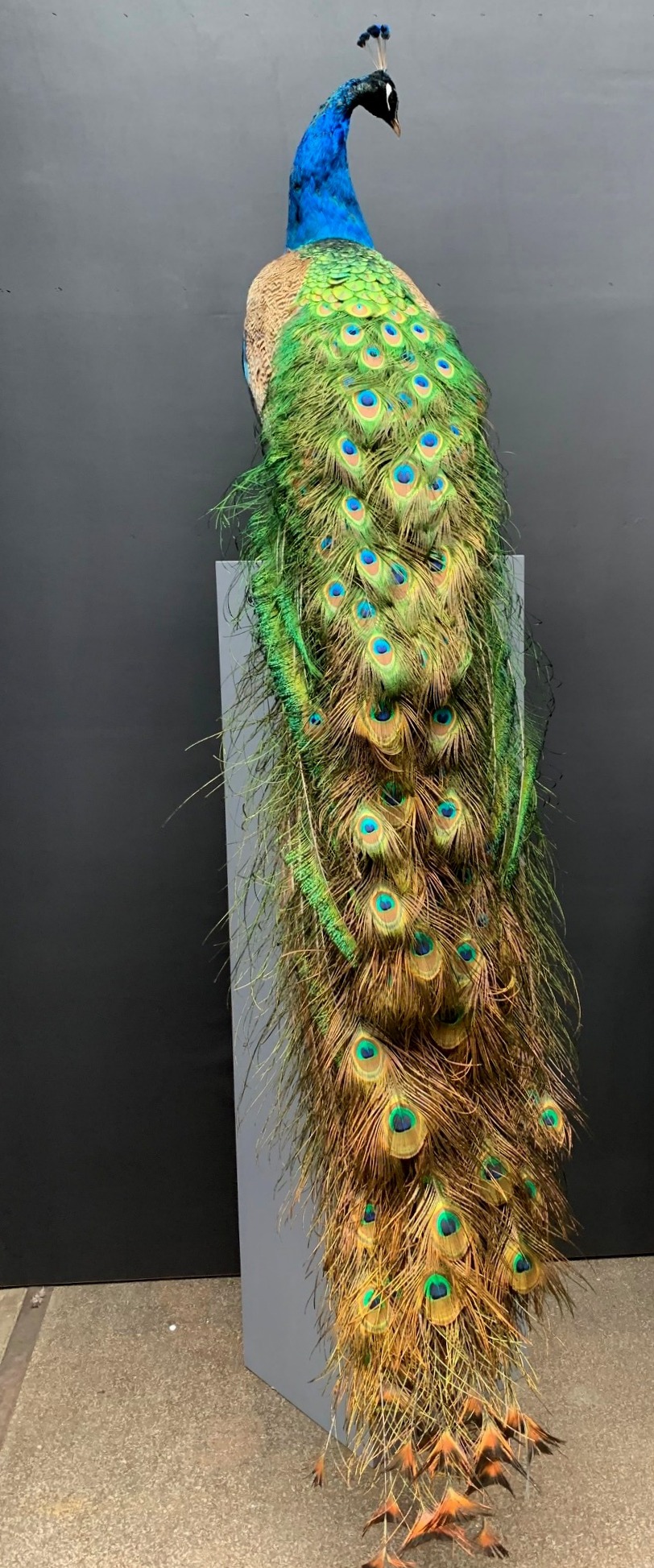 Opgezette blauwe pauw - BEAST Interiors