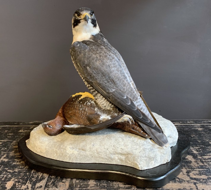 Stuffed falcon store