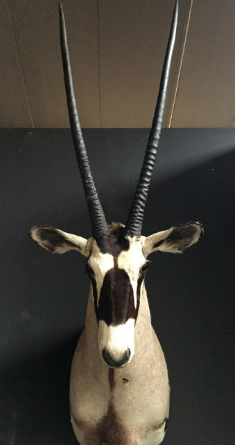Oryx Head