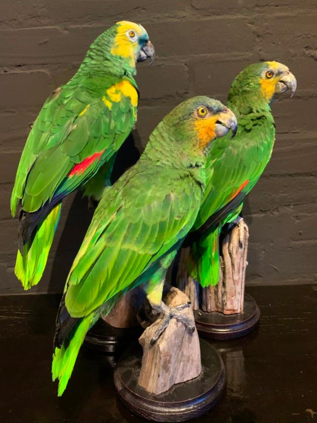 VO 575, Beautiful amazon parrots. - BEAST Interiors