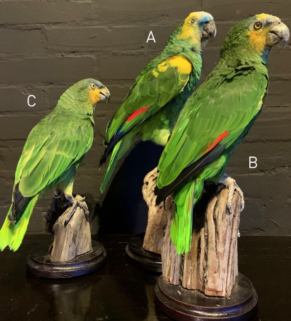 VO 575, Beautiful amazon parrots. - BEAST Interiors