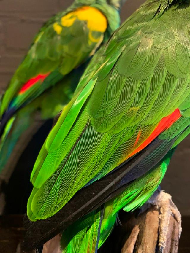 VO 575, Beautiful amazon parrots. - BEAST Interiors