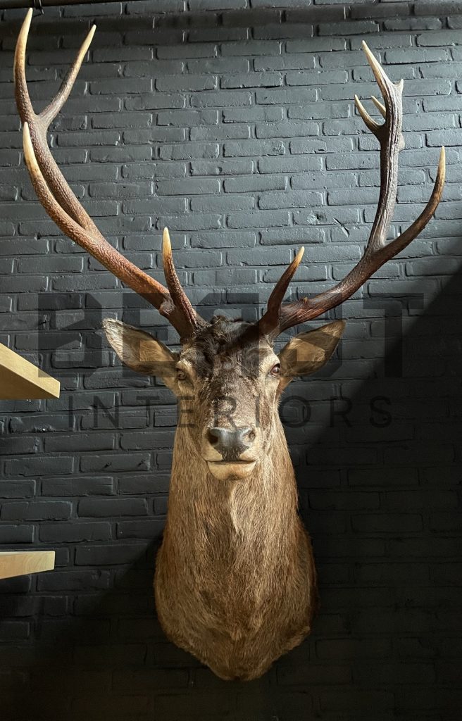Mounted head of a red stag - BEAST Interiors