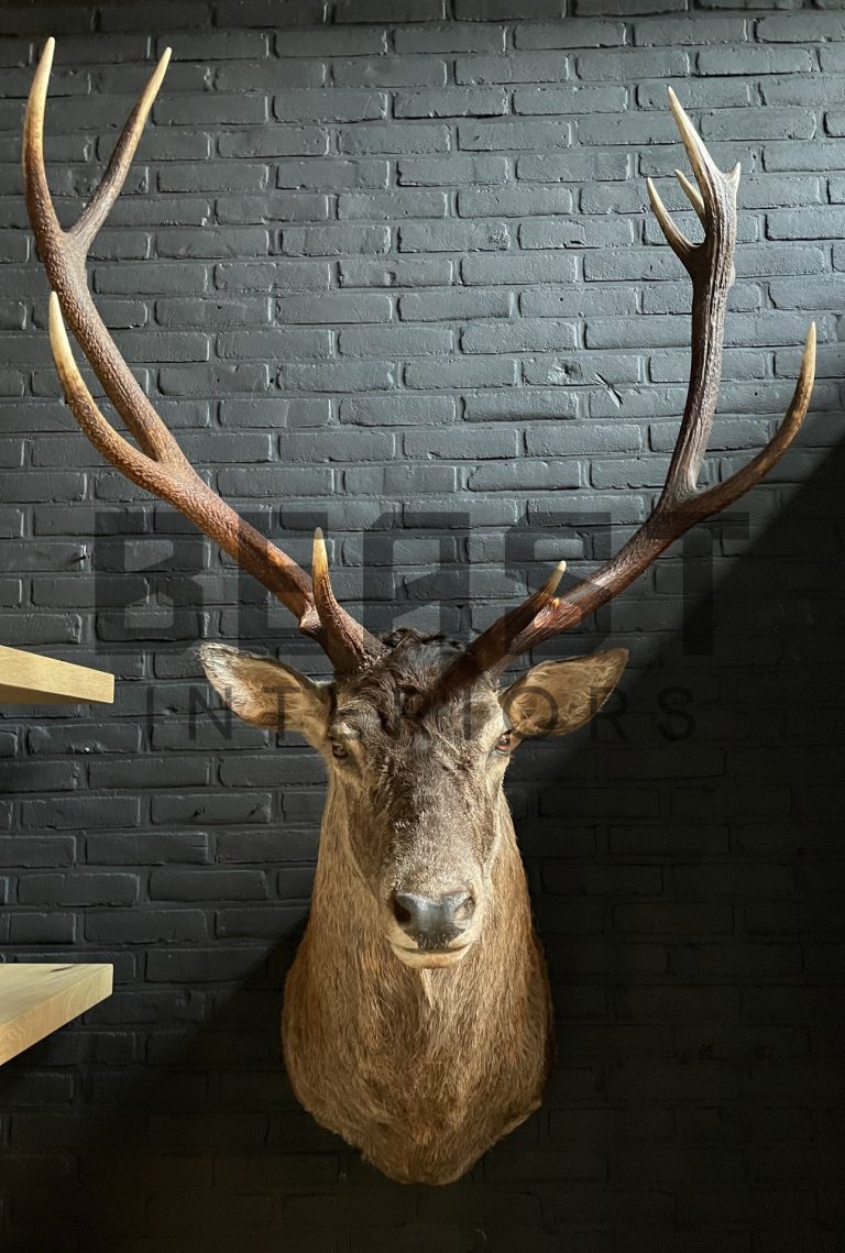 Mounted head of a red stag - BEAST Interiors