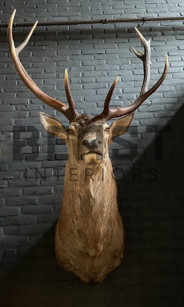 Mounted head of a red stag - BEAST Interiors