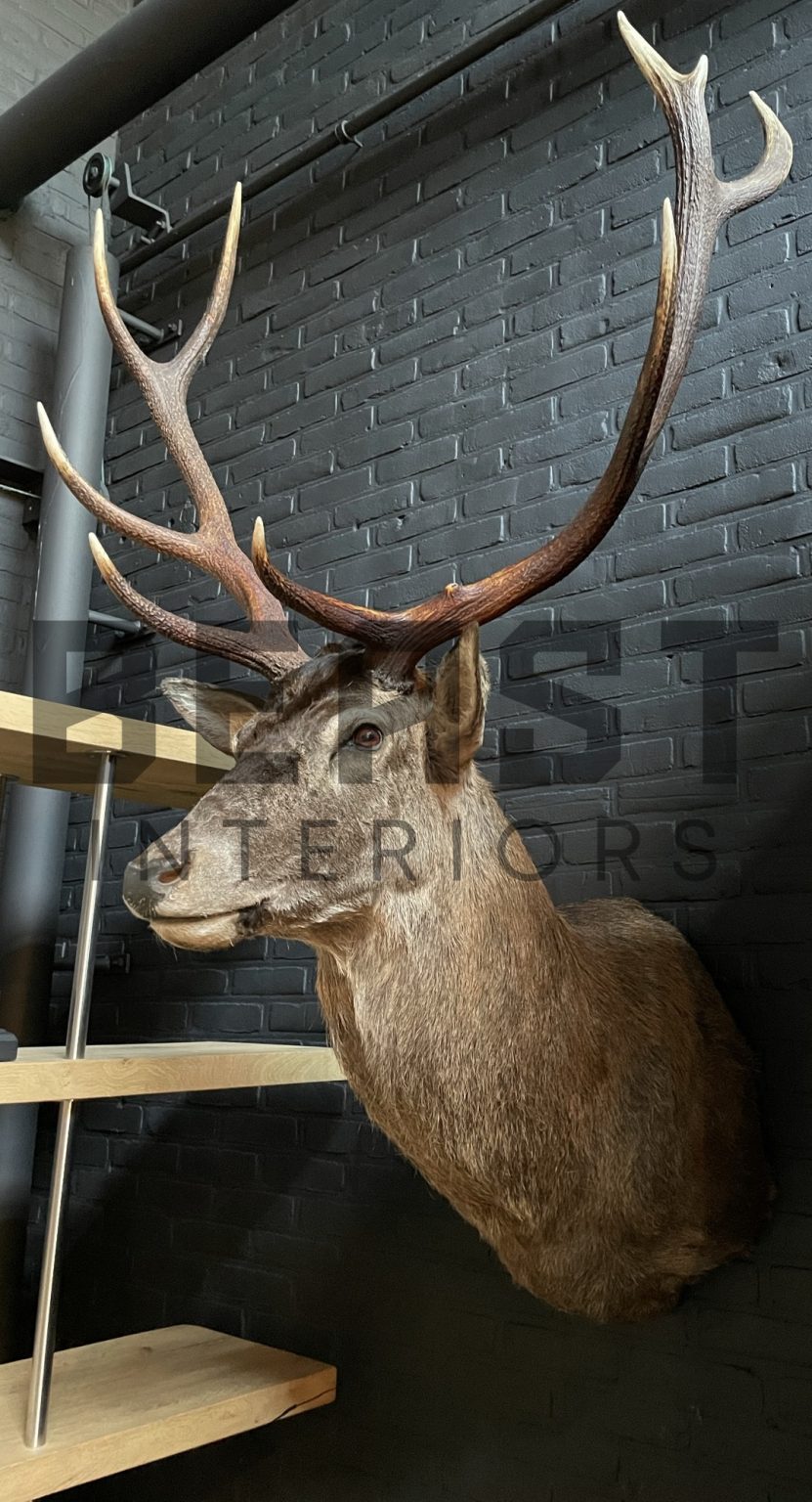 Mounted head of a red stag - BEAST Interiors