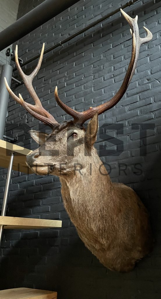 Mounted head of a red stag - BEAST Interiors