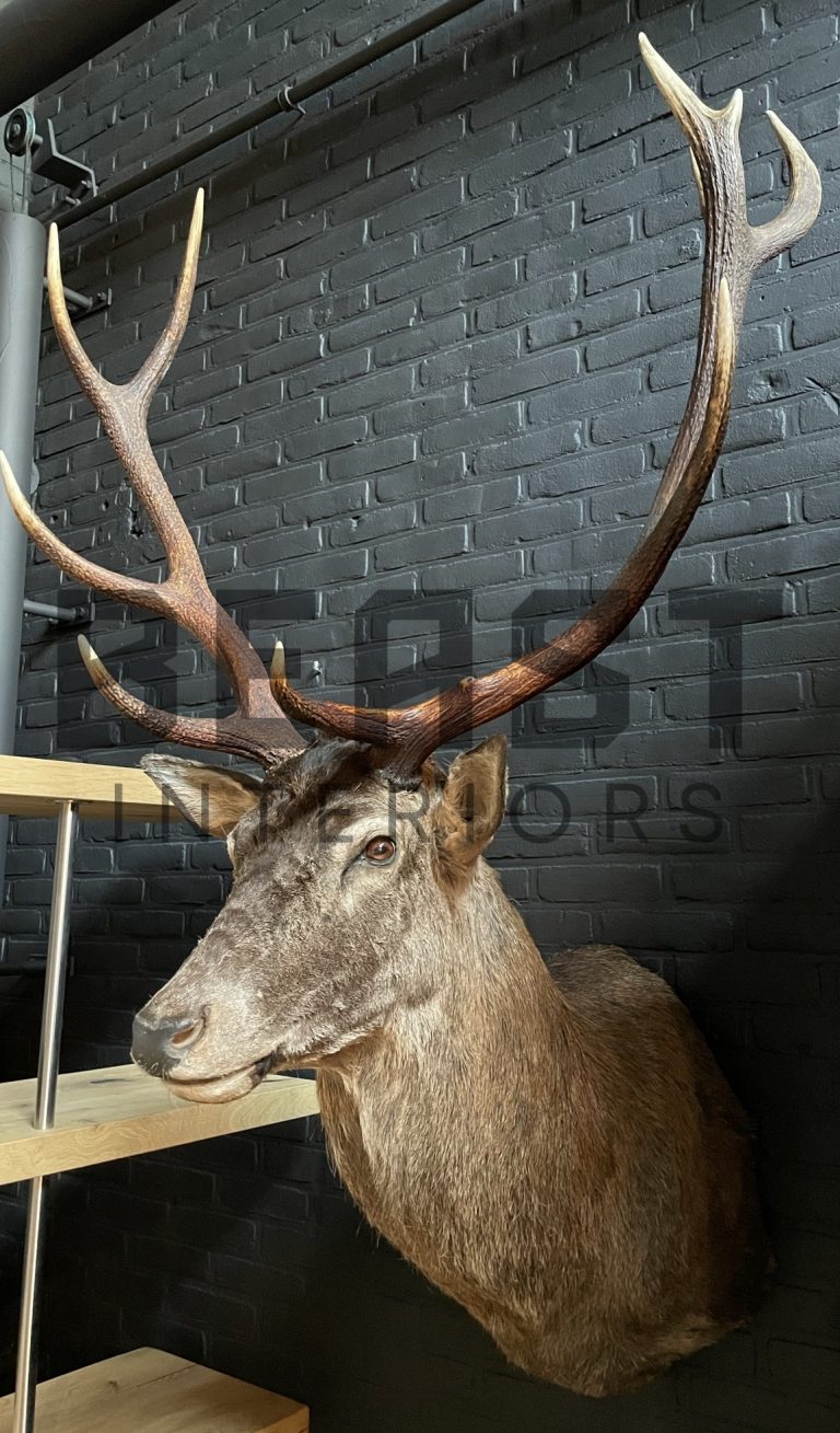 Mounted head of a red stag - BEAST Interiors
