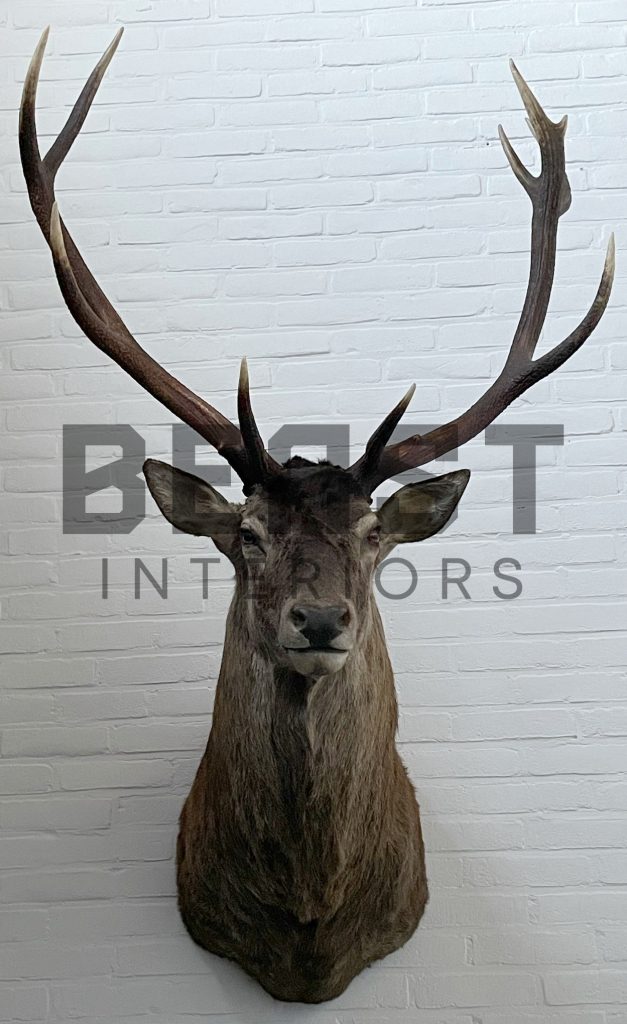 Mounted head of a red stag - BEAST Interiors
