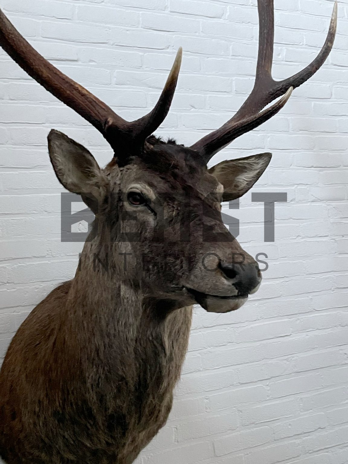 Mounted head of a red stag - BEAST Interiors