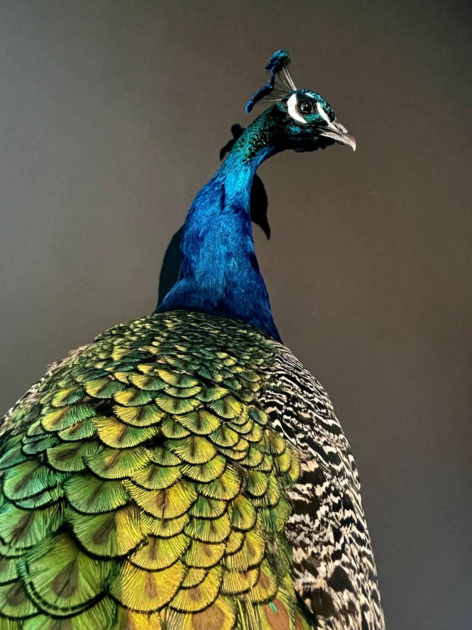 Opgezette pauw - BEAST Interiors