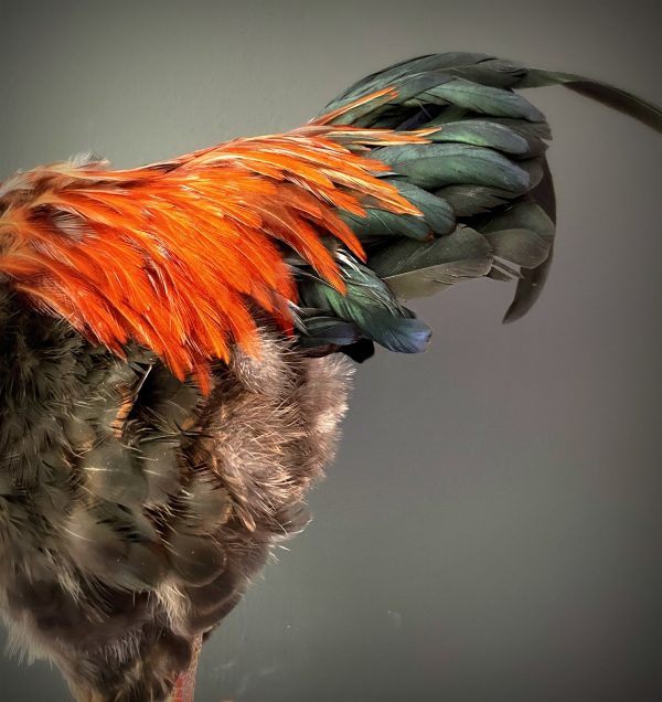 Opgezette haan - BEAST Interiors