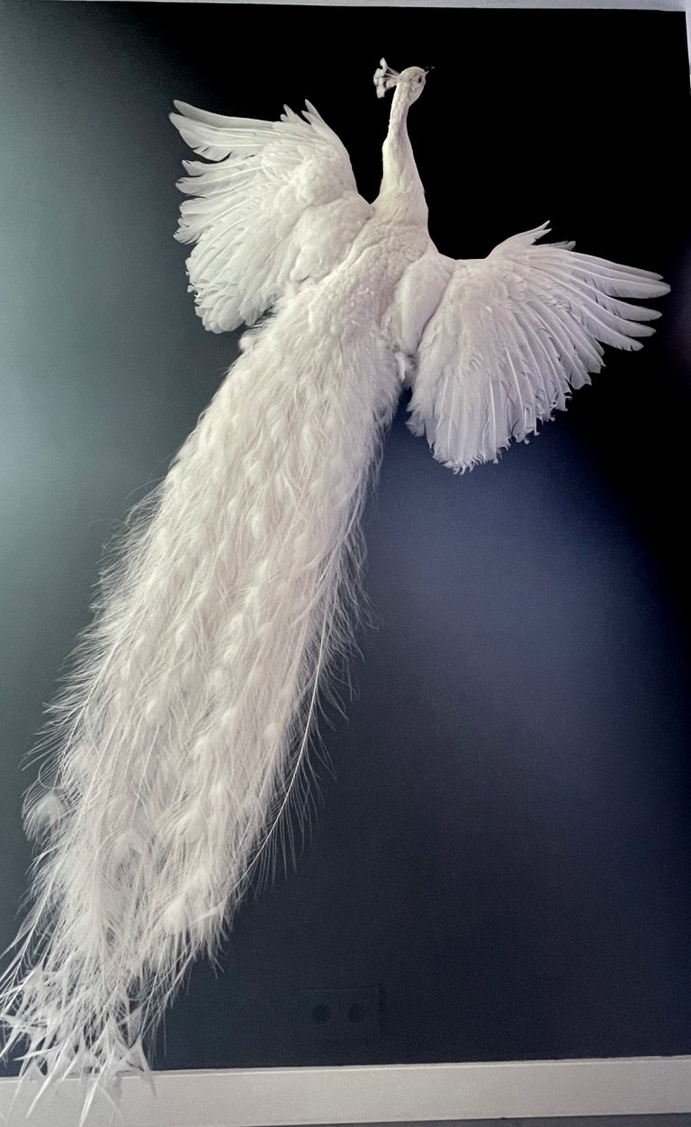 Opgezette witte pauw - BEAST Interiors