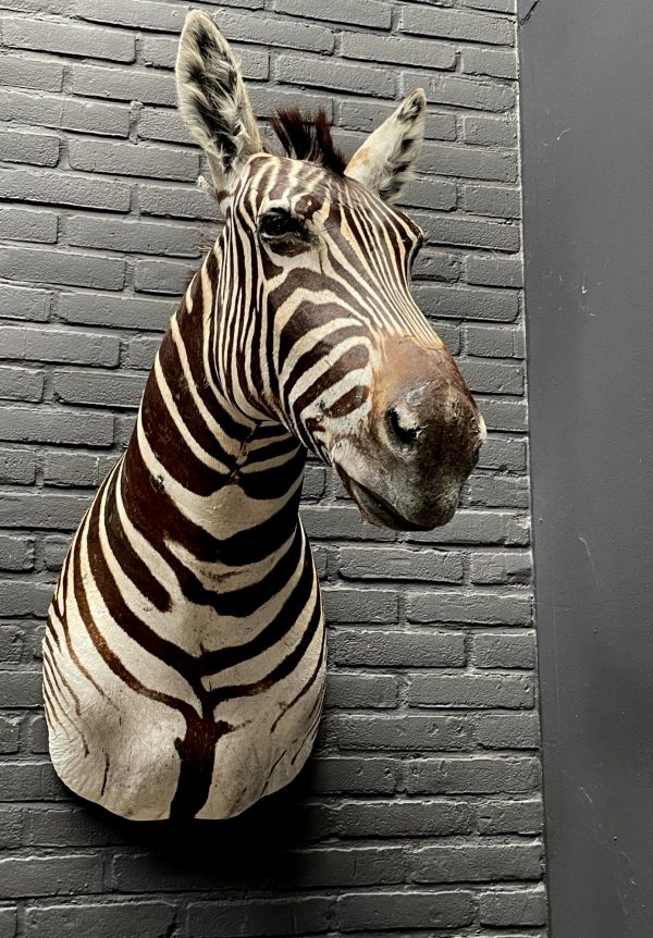 Mounted zebra head - BEAST Interiors