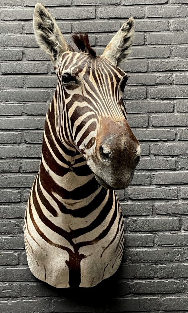 Mounted zebra head - BEAST Interiors