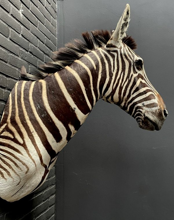 Mounted zebra head - BEAST Interiors